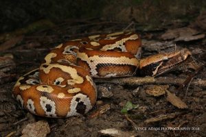 Mengenal 13 Spesies Familia Pythonidae di Indonesia