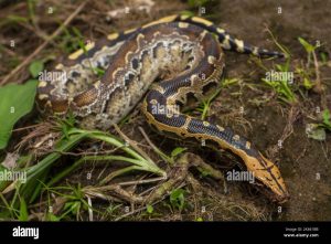Mengenal 13 Spesies Familia Pythonidae di Indonesia