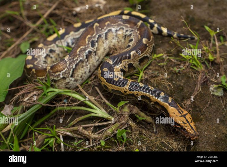 Mengenal 13 Spesies Familia Pythonidae di Indonesia